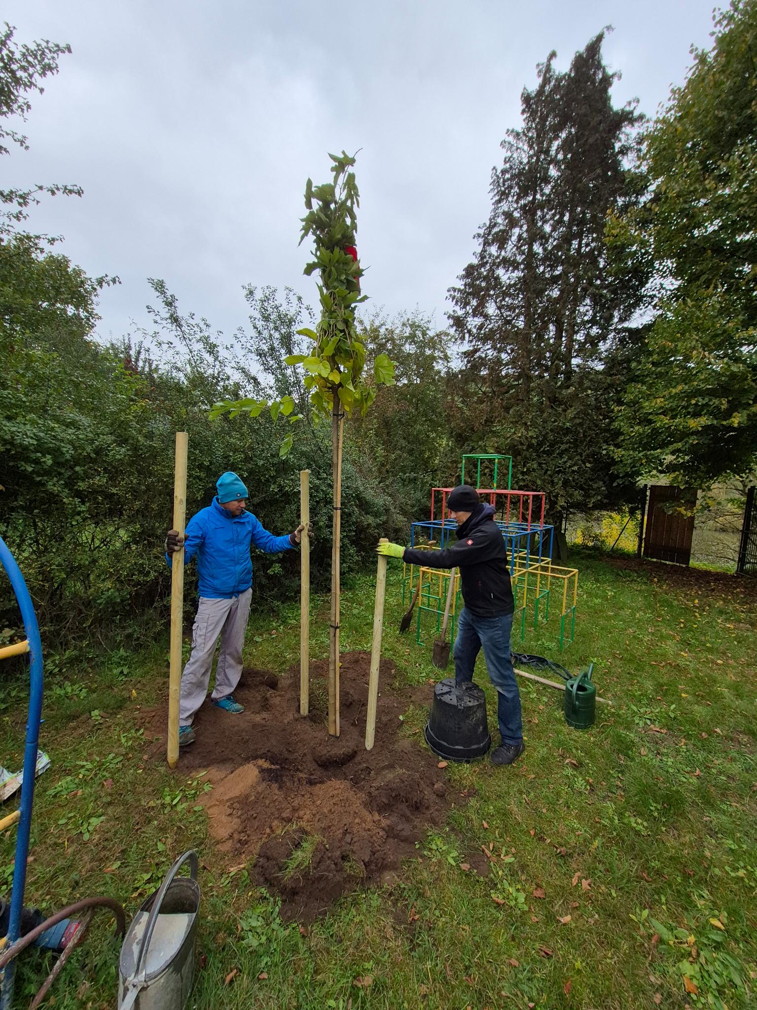 Neuer "Klima-Baum" auf dem Wiesle - Kolping Würzburg Heidingsfeld